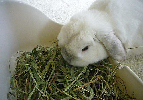 Hay Box | Hay for Rabbits - Timothy Hay 2.5-15kg Boxes